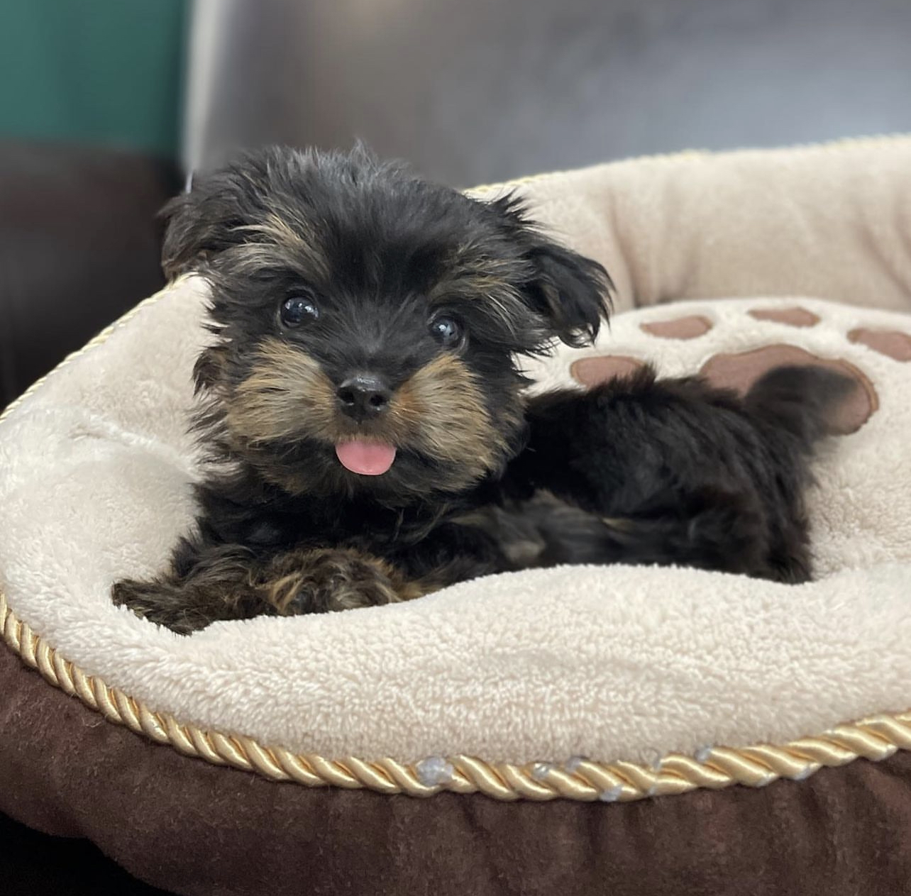 Parti yorkie/Parti yorkies/Party yorkie/Parti yorkie for sale