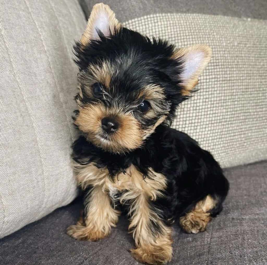Teacup Yorkie for sale up to $400 - Yorkies for sale under $500